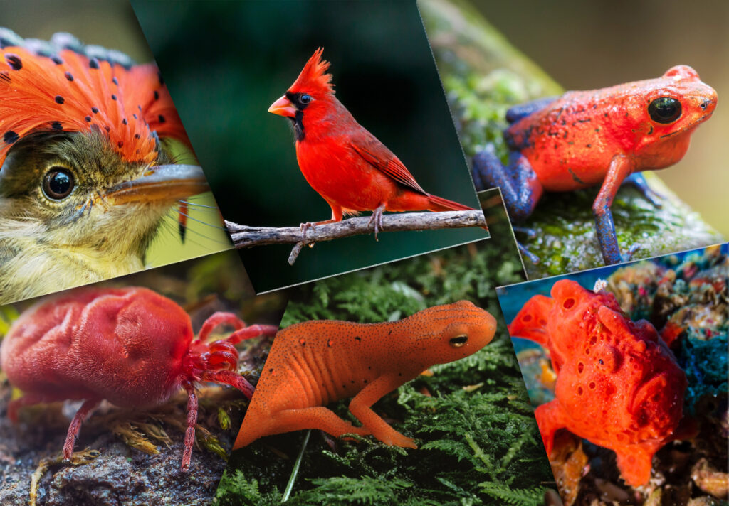 7 Animaux rouges à voir absolument durant un tour du monde