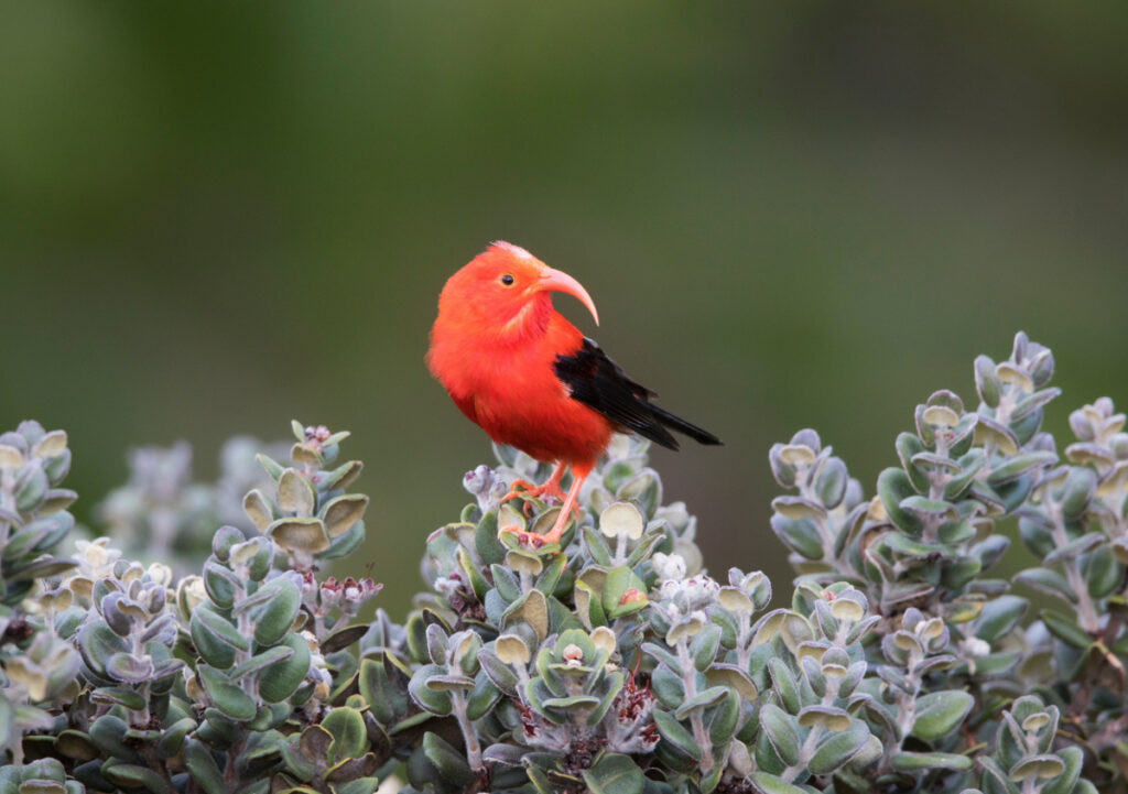 7 Animaux rouges à voir absolument durant un tour du monde