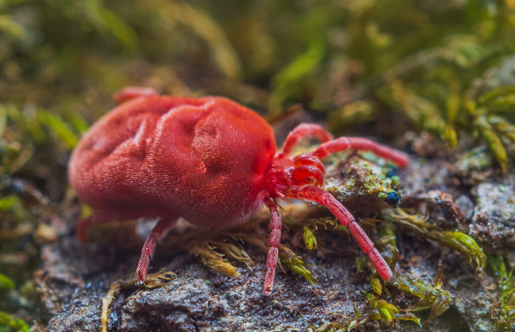 7 Animaux rouges à voir absolument durant un tour du monde